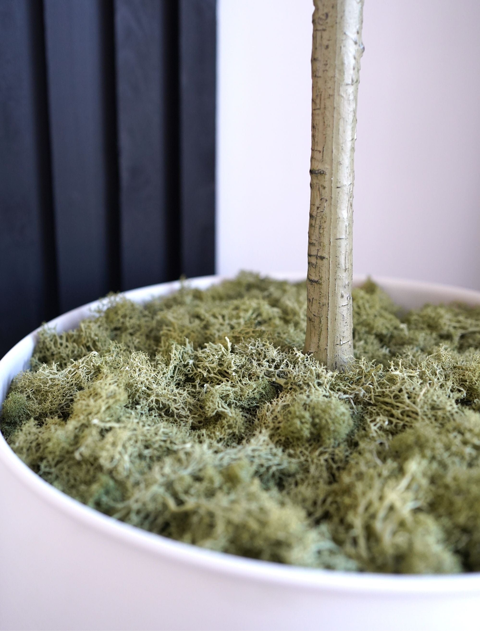 Preserved Moss - Dark Green (200g) – contempee